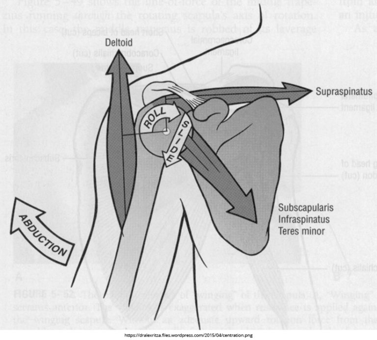 Shoulder Function Physiohealth shoulder-function-physiohealth